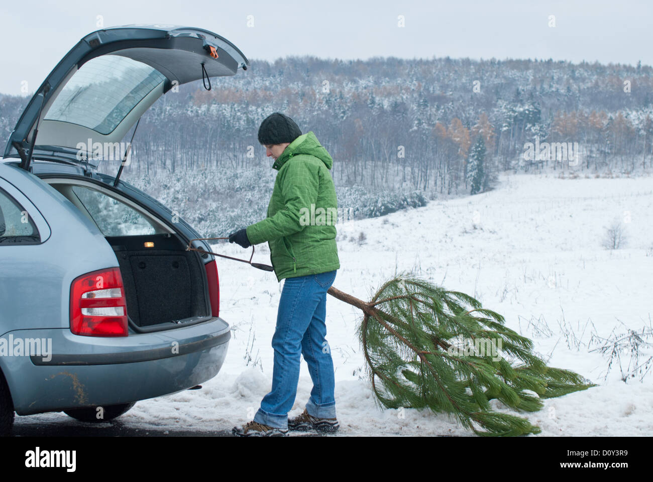 man steals a Christmas tree in the forest Stock Photo - Alamy