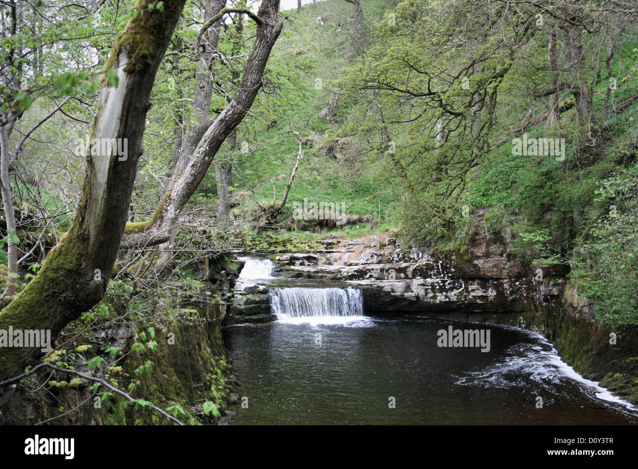 Waterfalls on the river ribble near Stainforth Stock Photo - Alamy