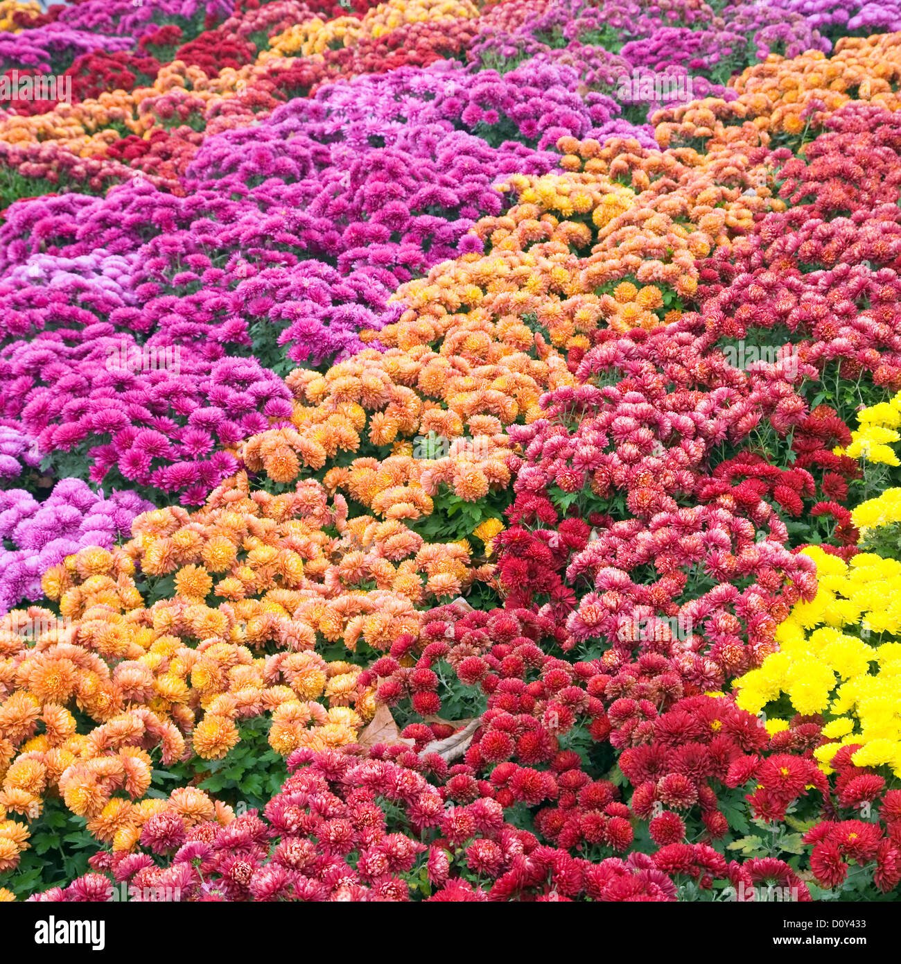 Flower bad hi-res stock photography and images - Alamy