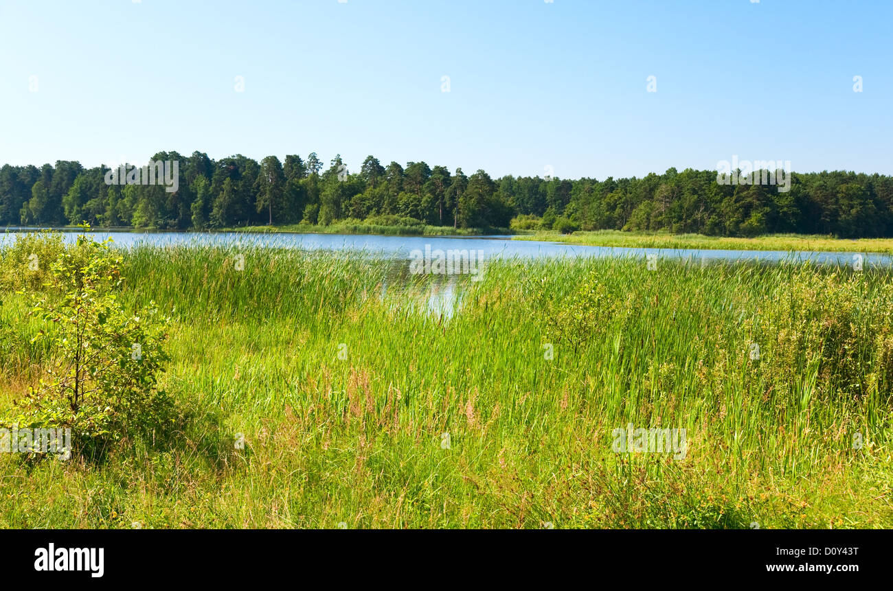 Rushy green hi-res stock photography and images - Alamy