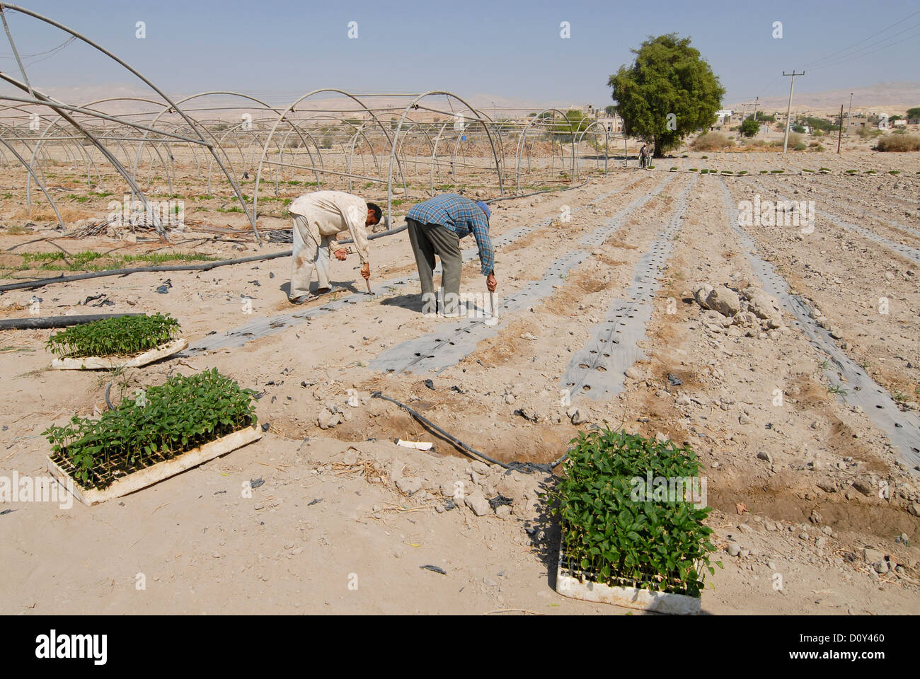 Jordan water shortage agriculture in hi-res stock photography and ...