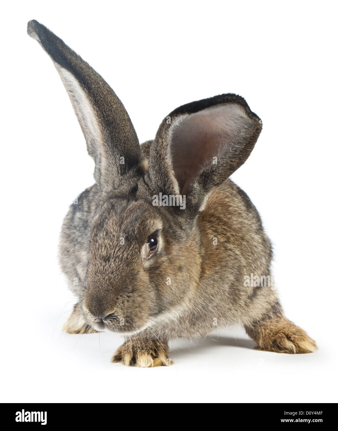 Big white rabbit hi-res stock photography and images - Alamy