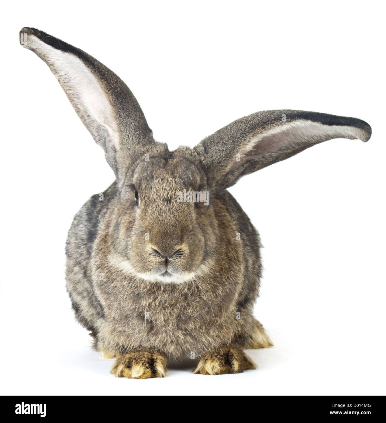 Big white rabbit hi-res stock photography and images - Alamy