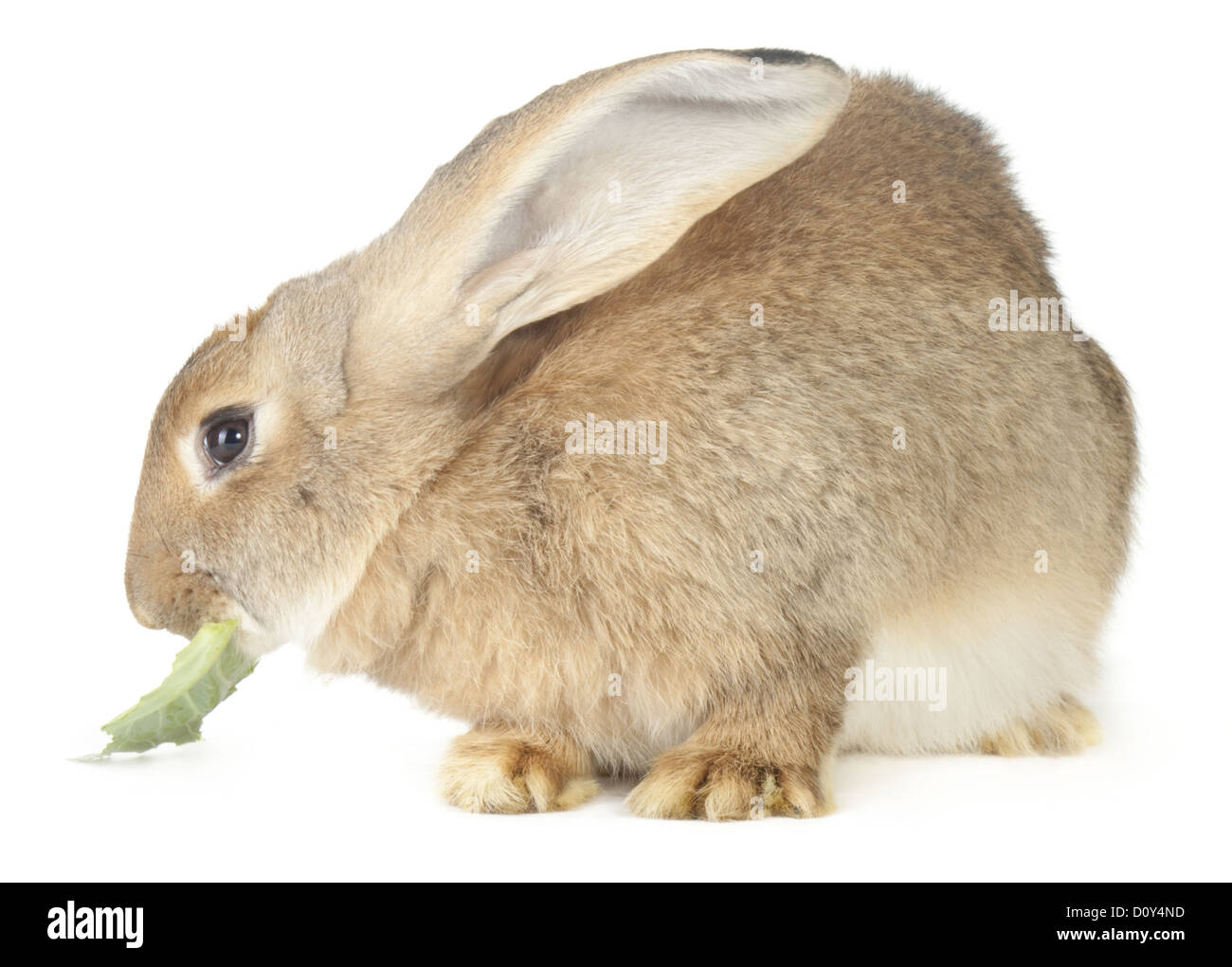 big red rabbit Stock Photo - Alamy