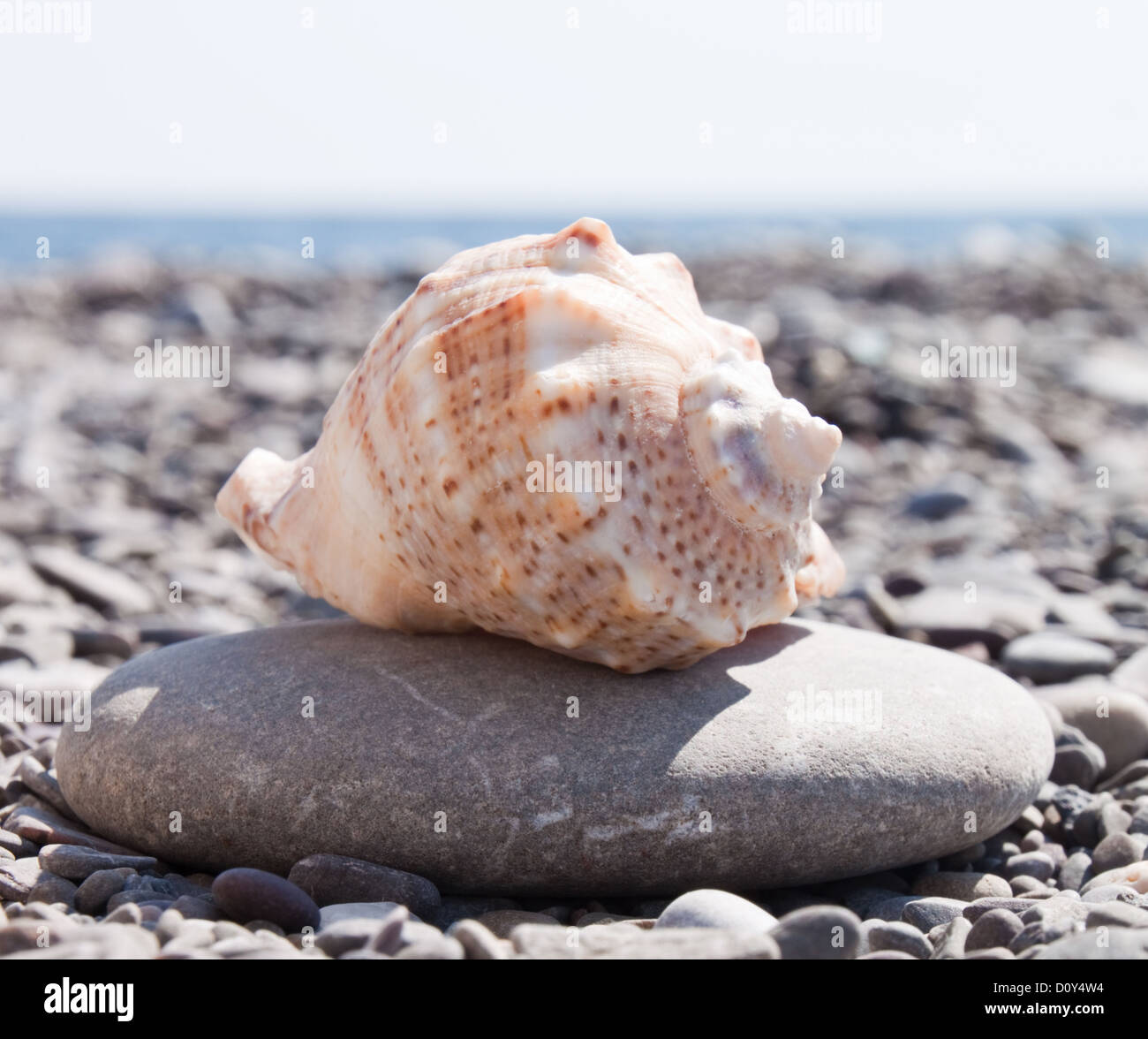 Shiny shells hi-res stock photography and images - Alamy