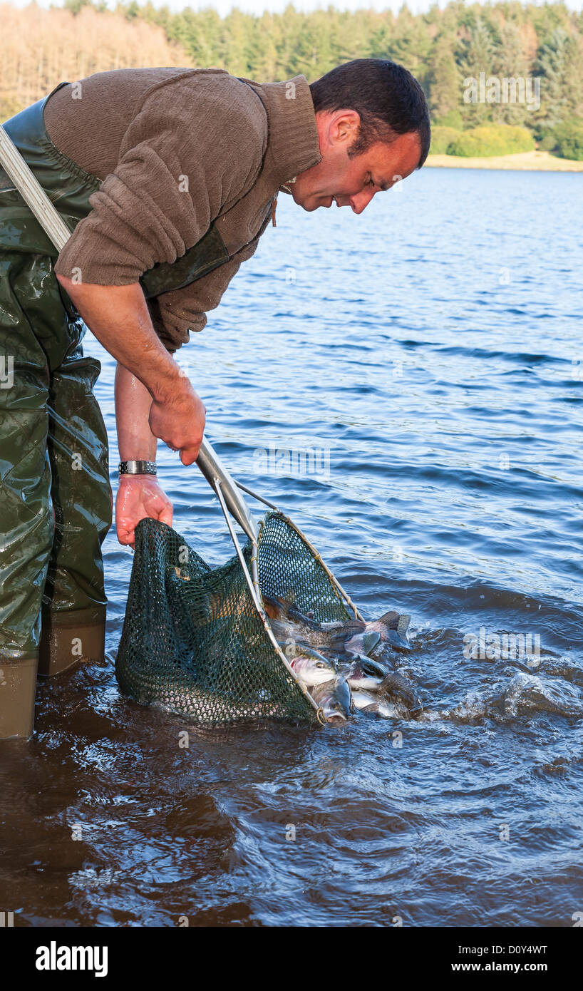 Stocking Rainbow Trout at Kennick Reservoir. Devon. UK Stock Photo - Alamy