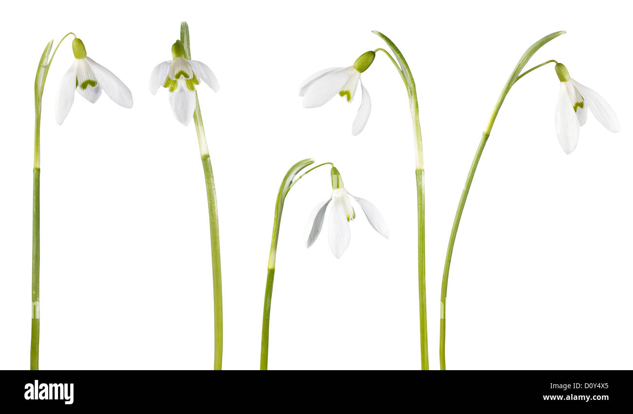 snowdrop flower isolated Stock Photo - Alamy