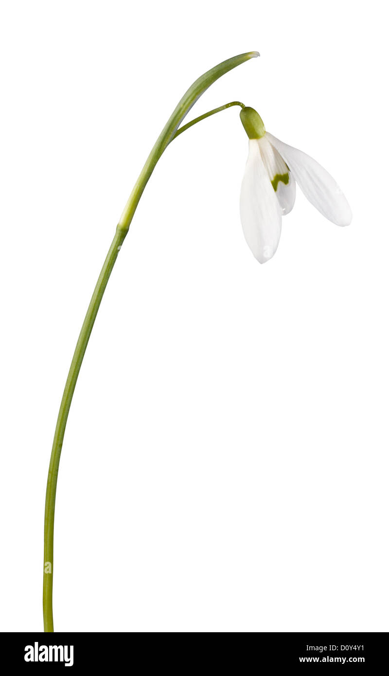 snowdrop flower isolated Stock Photo - Alamy