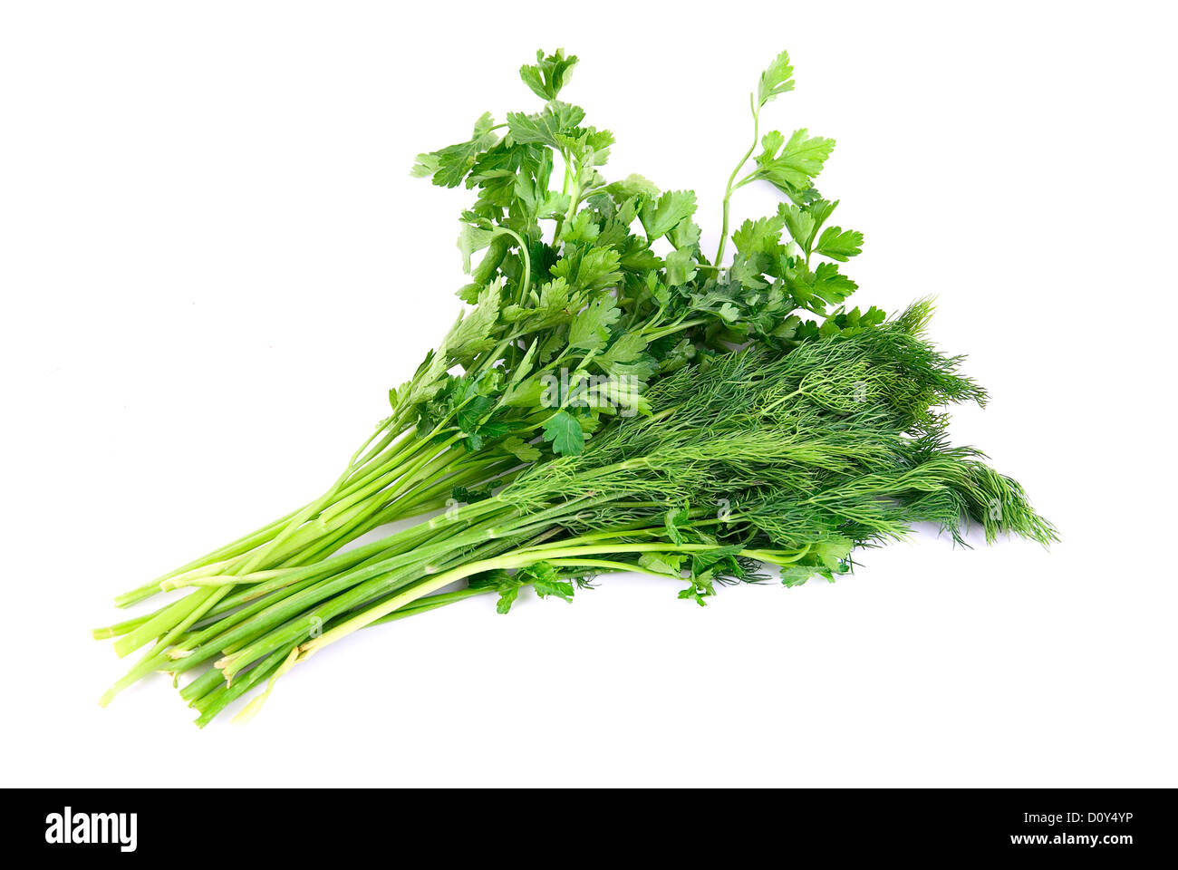 Bunch fresh spring mint Cut Out Stock Images & Pictures - Alamy