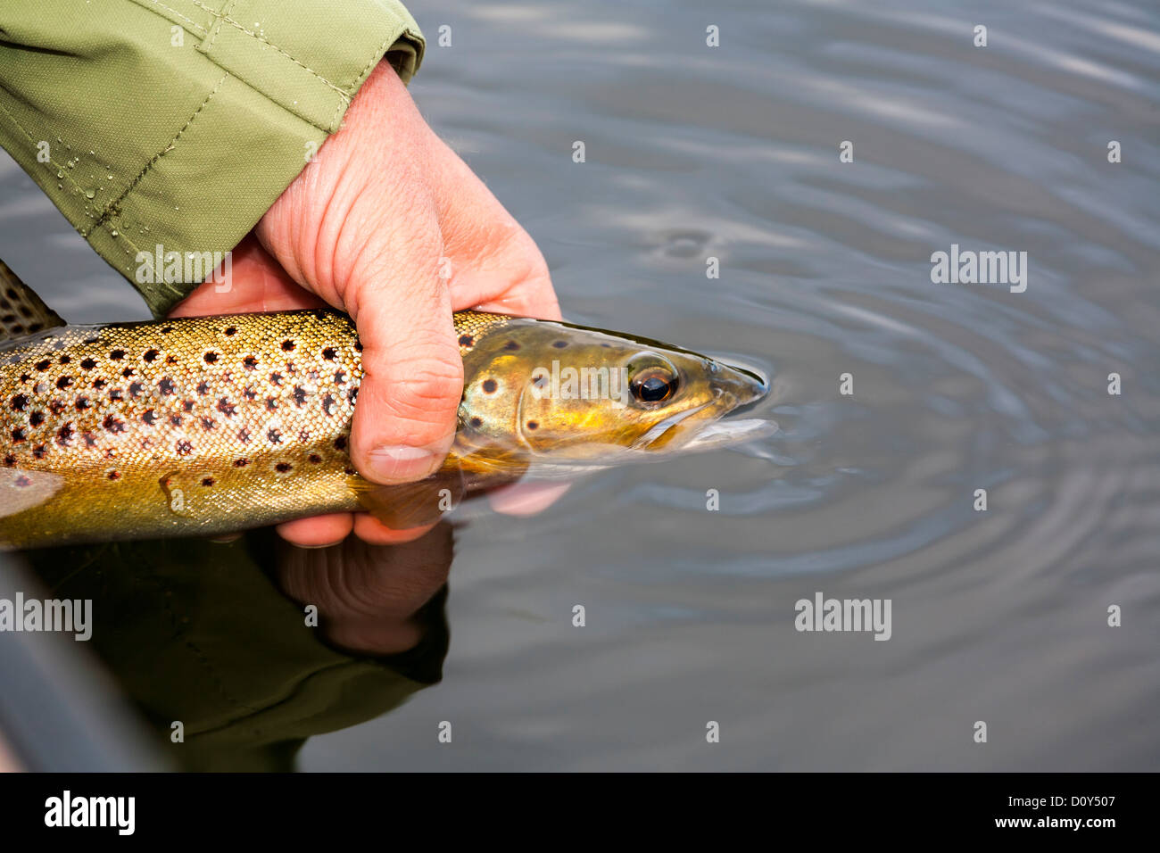 Being returned to the water hi-res stock photography and images - Alamy