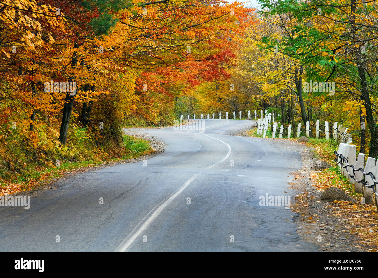 Autumn road in forest Stock Photo - Alamy