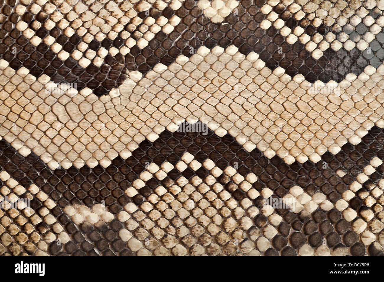 Snake leather texture Stock Photo - Alamy