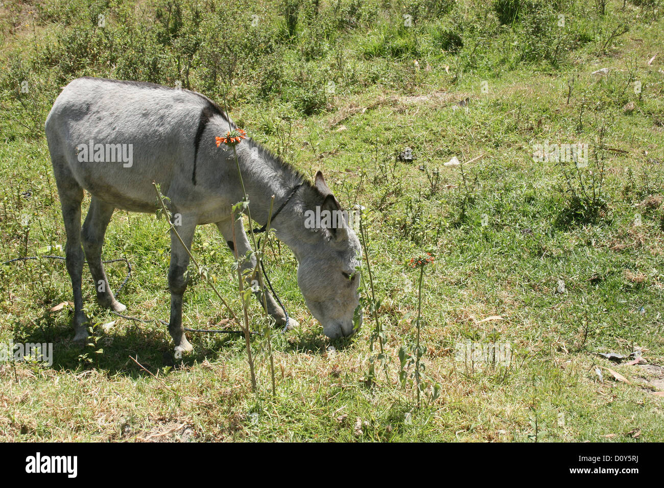 A grey donkey grazing in a farmers field in Cotacachi, Ecuador Stock ...