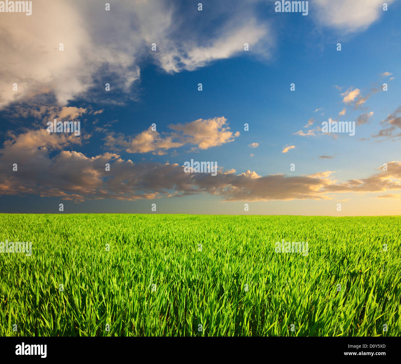 green field and beautiful sunset Stock Photo - Alamy