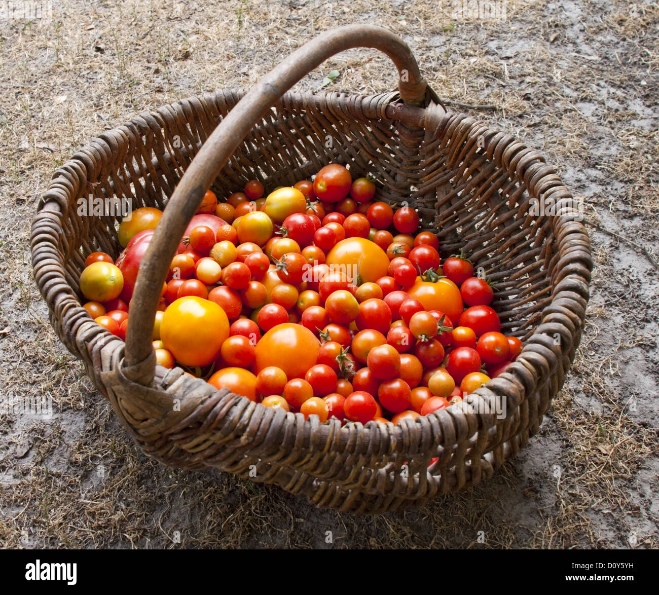 Dirty tomatoes hi-res stock photography and images - Alamy