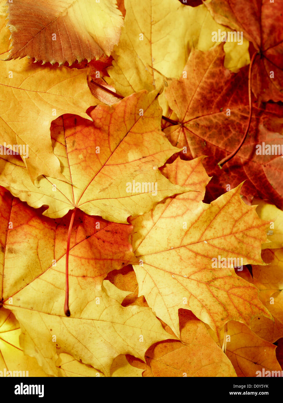 Brown coloured leaves hi-res stock photography and images - Alamy