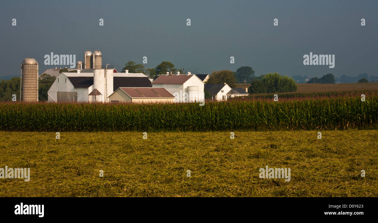Amish farm silo and house surrounded by a field corn stalks in the ...