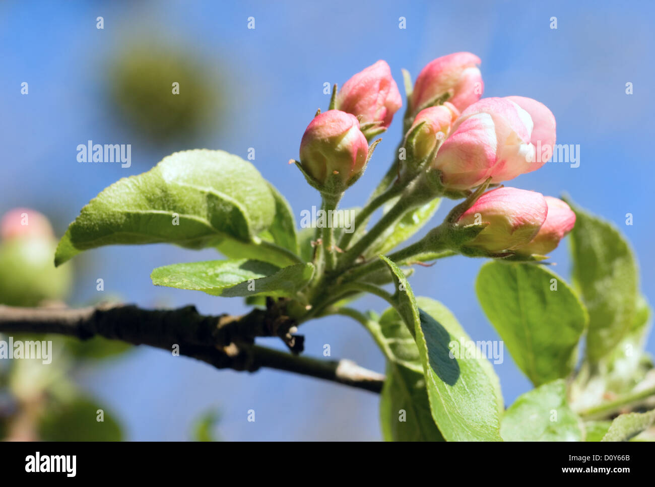 twig of apple-tree Stock Photo - Alamy