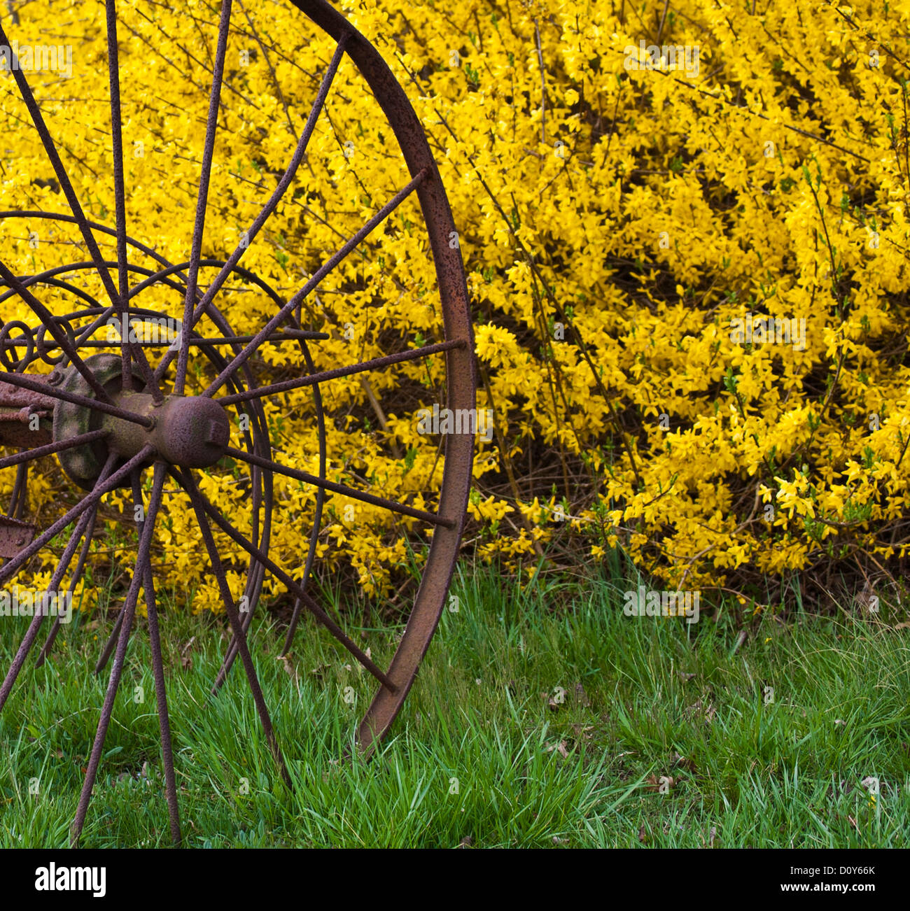 Close up vintage hay rake wheel abstract, spring flowering Forsythia ...