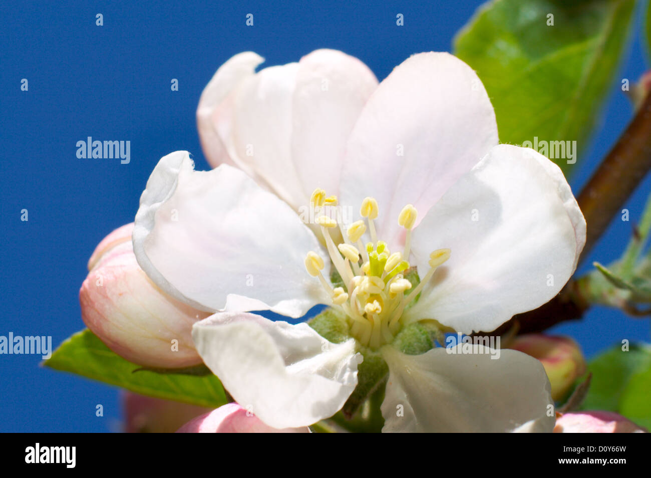 twig of apple-tree Stock Photo - Alamy
