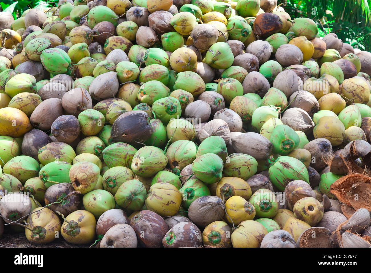 Green nuts on branch water hi-res stock photography and images - Alamy