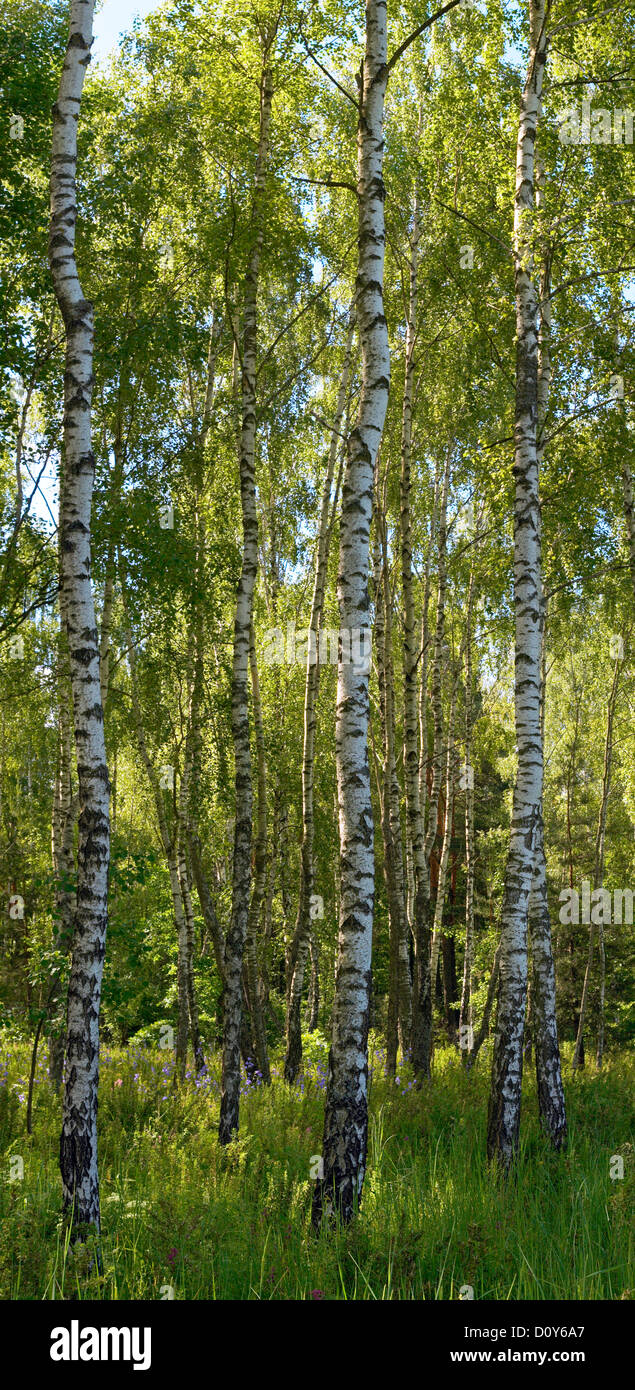 Birches in forest Stock Photo - Alamy