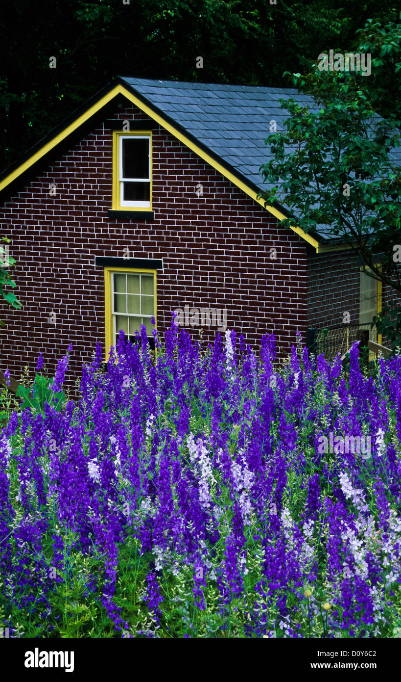 Colorful purple, pink, blue Larkspur garden border, brick farmhouse ...