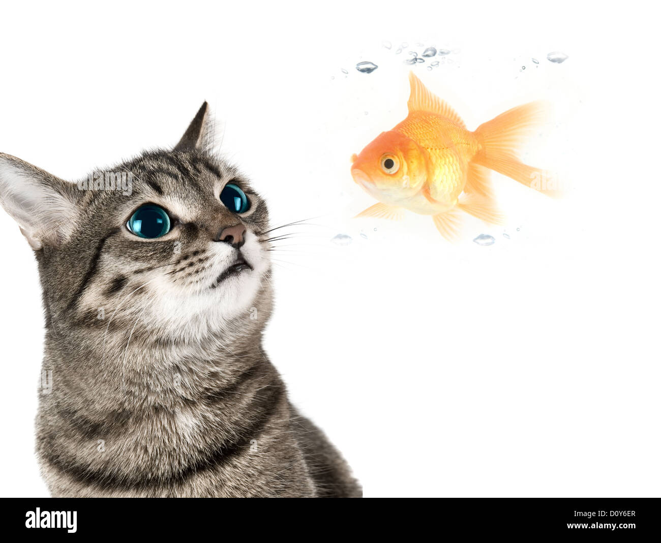 Cat and fish Stock Photo - Alamy