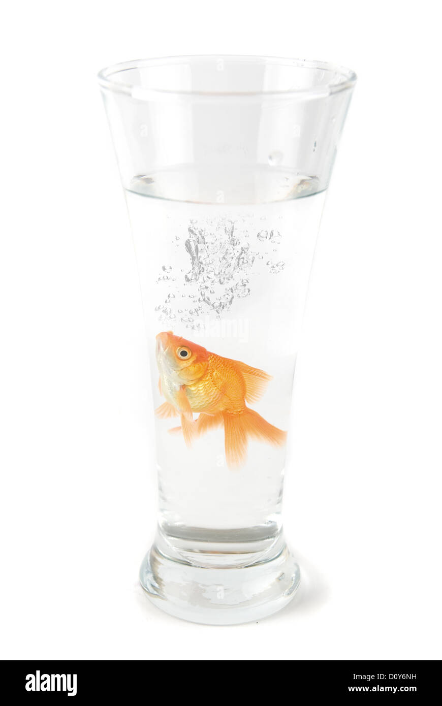 Beautiful view orange fish Cut Out Stock Images & Pictures - Alamy