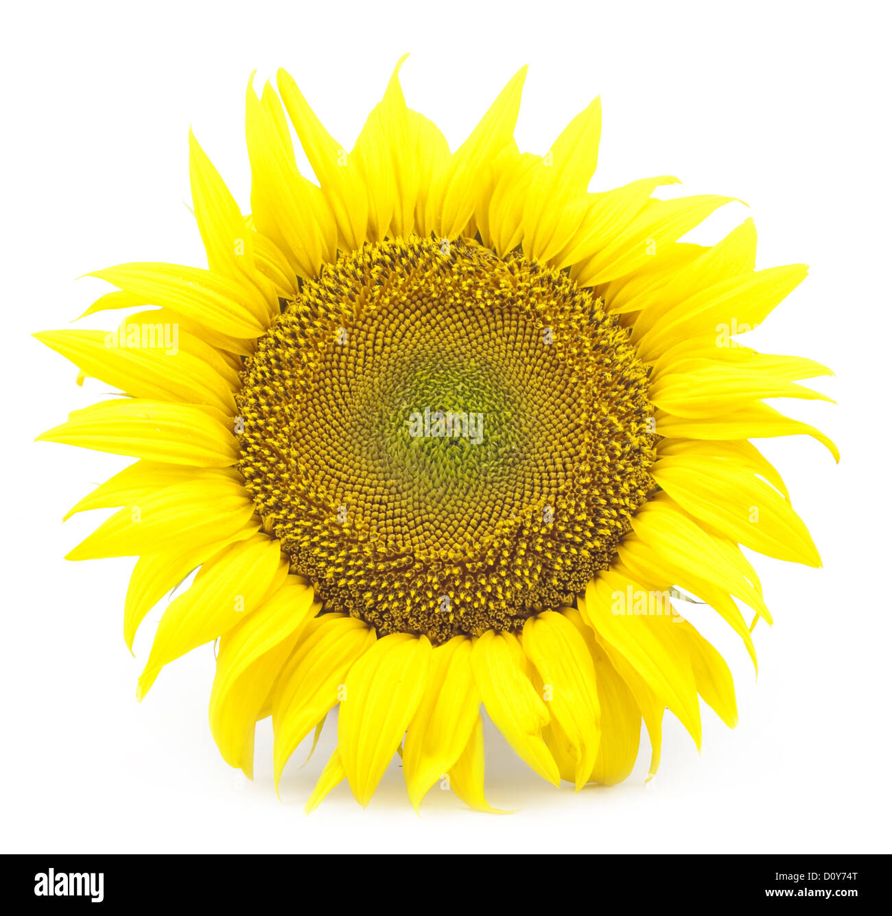 Beautiful blooming sunflowers Cut Out Stock Images & Pictures - Alamy