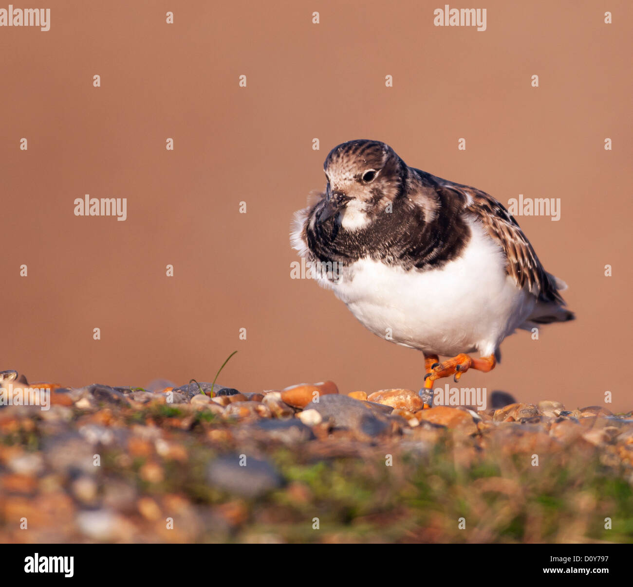 Turnstone Arenaria interpres Stock Photo - Alamy