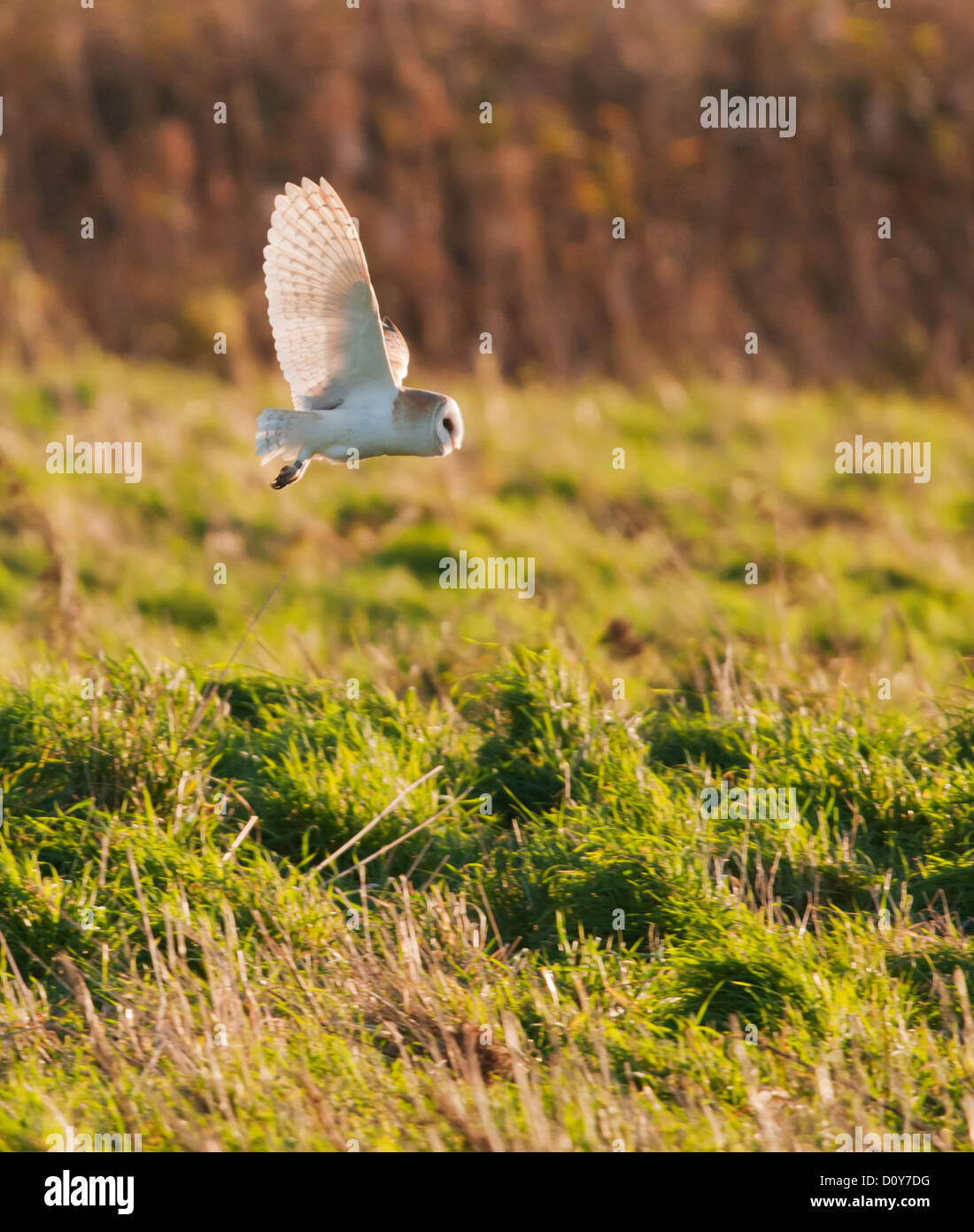 Hunting wildlife hi-res stock photography and images - Alamy