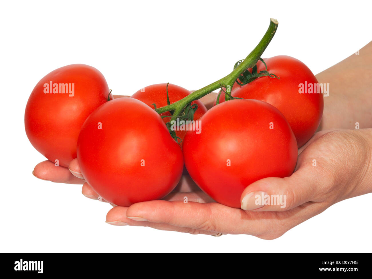 Large tomatoes vine white background hi-res stock photography and ...