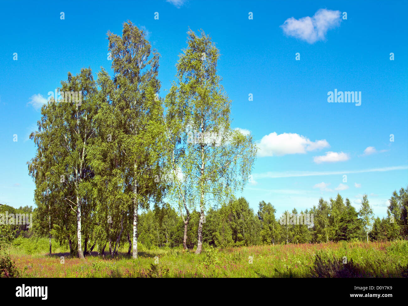 Birches in forest Stock Photo - Alamy
