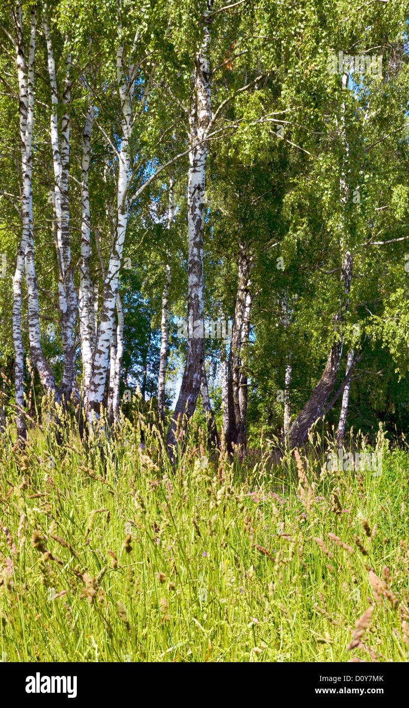 Birches in forest Stock Photo - Alamy