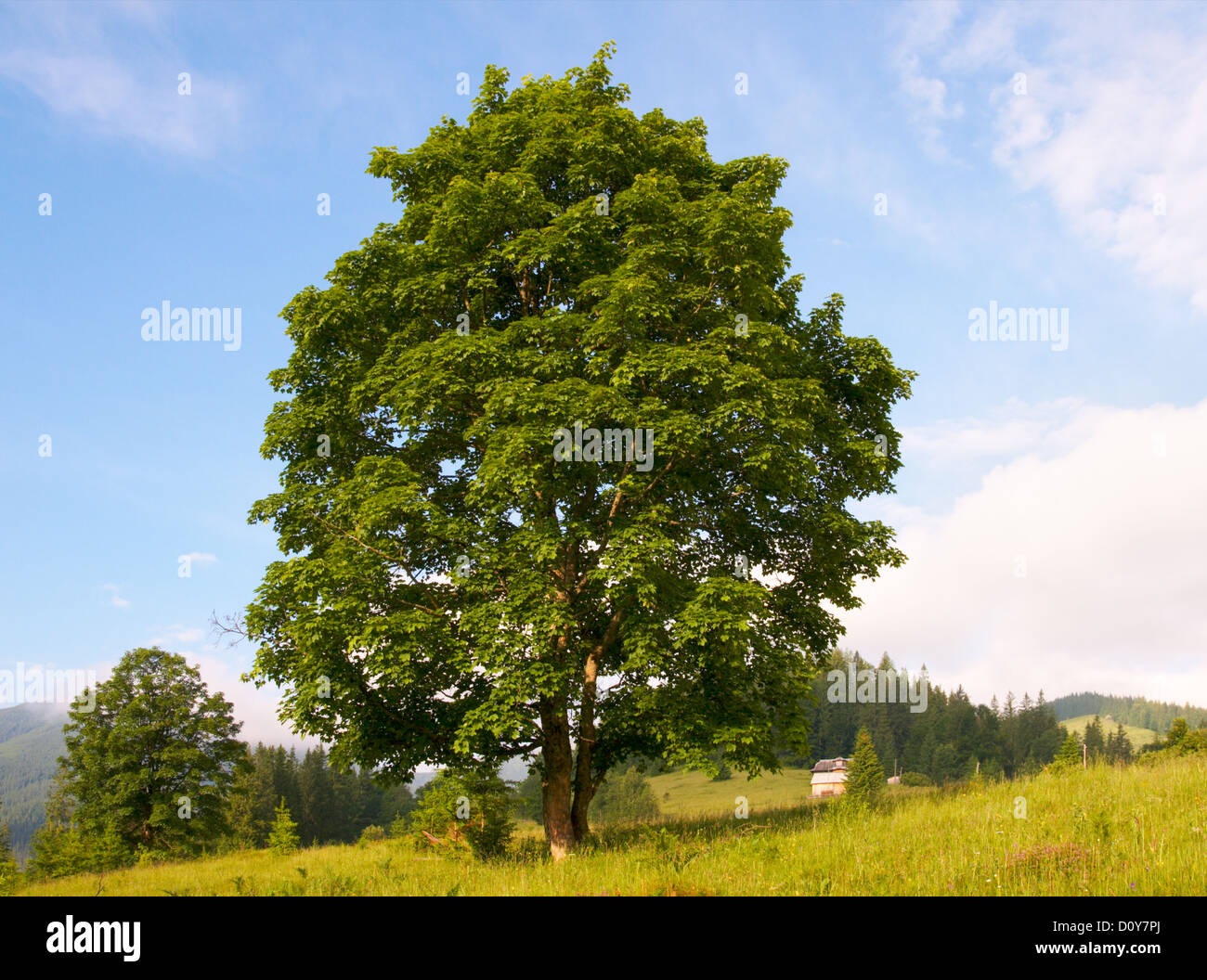 Lofty tree hi-res stock photography and images - Alamy