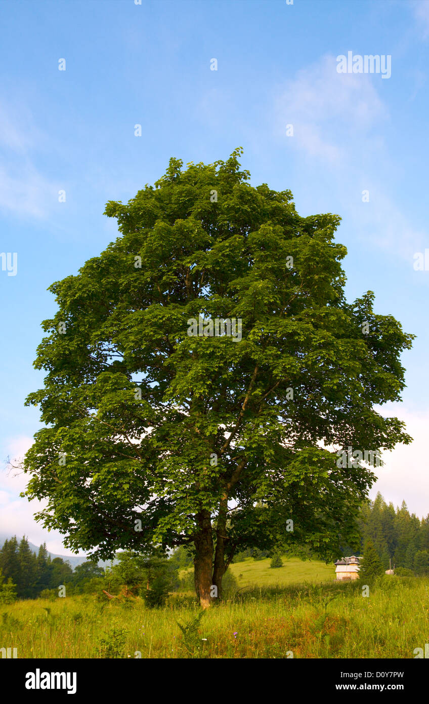Lofty tree hi-res stock photography and images - Alamy