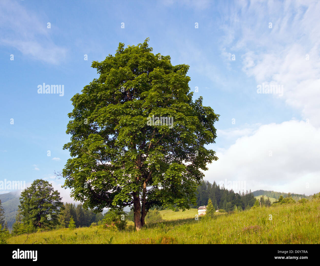 Lofty tree hi-res stock photography and images - Alamy