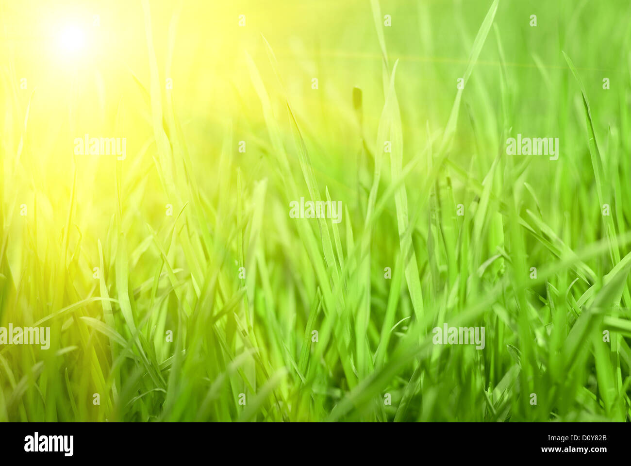 Green grass sunset Stock Photo - Alamy