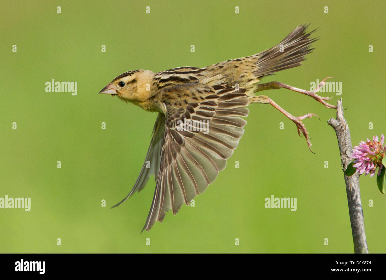 A female Bobolink (Dolichonyx oryzivorus) in flight, isolated on green ...