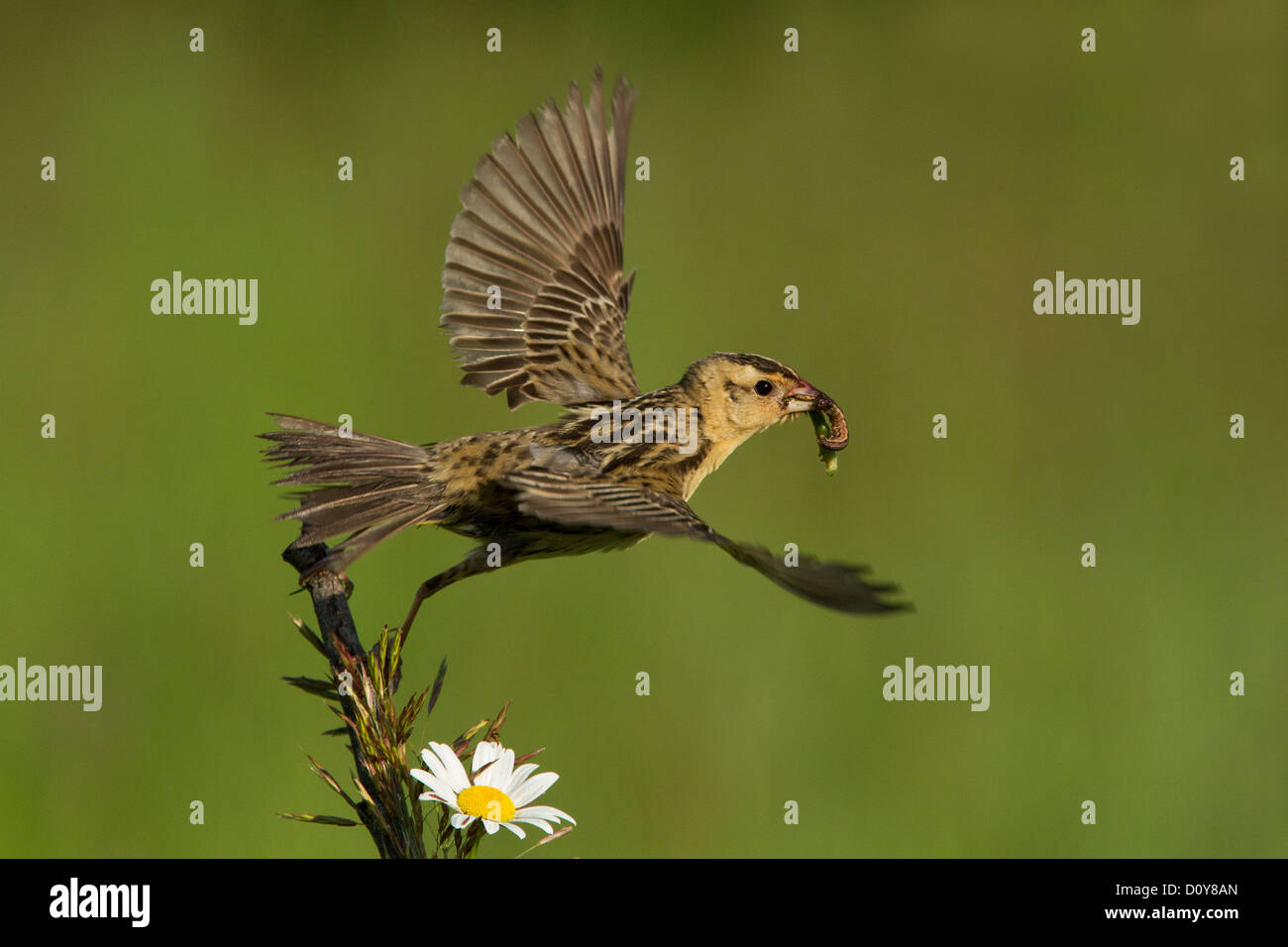 A female Bobolink (Dolichonyx oryzivorus) in flight, with worms for ...
