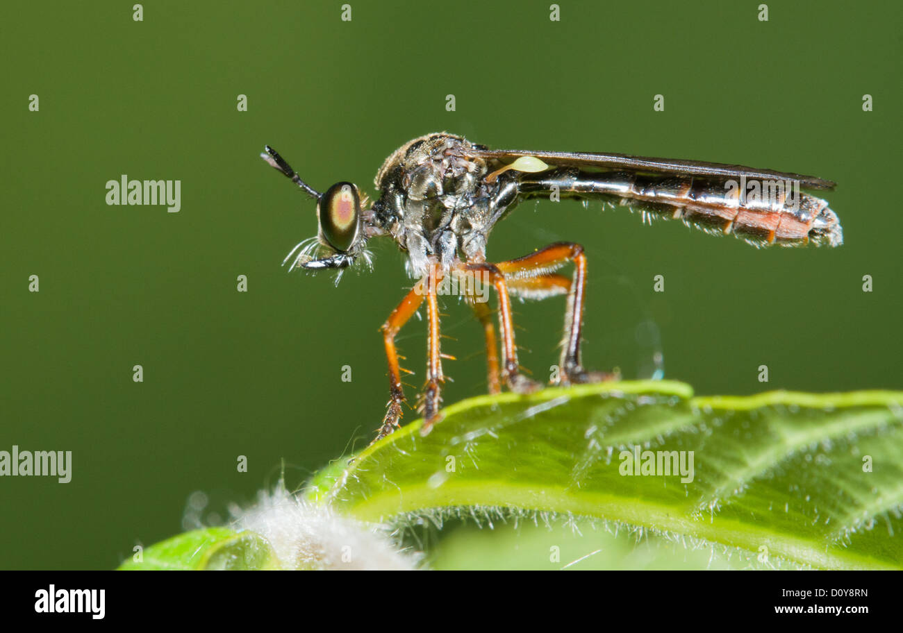 Giant robberflies hi-res stock photography and images - Alamy