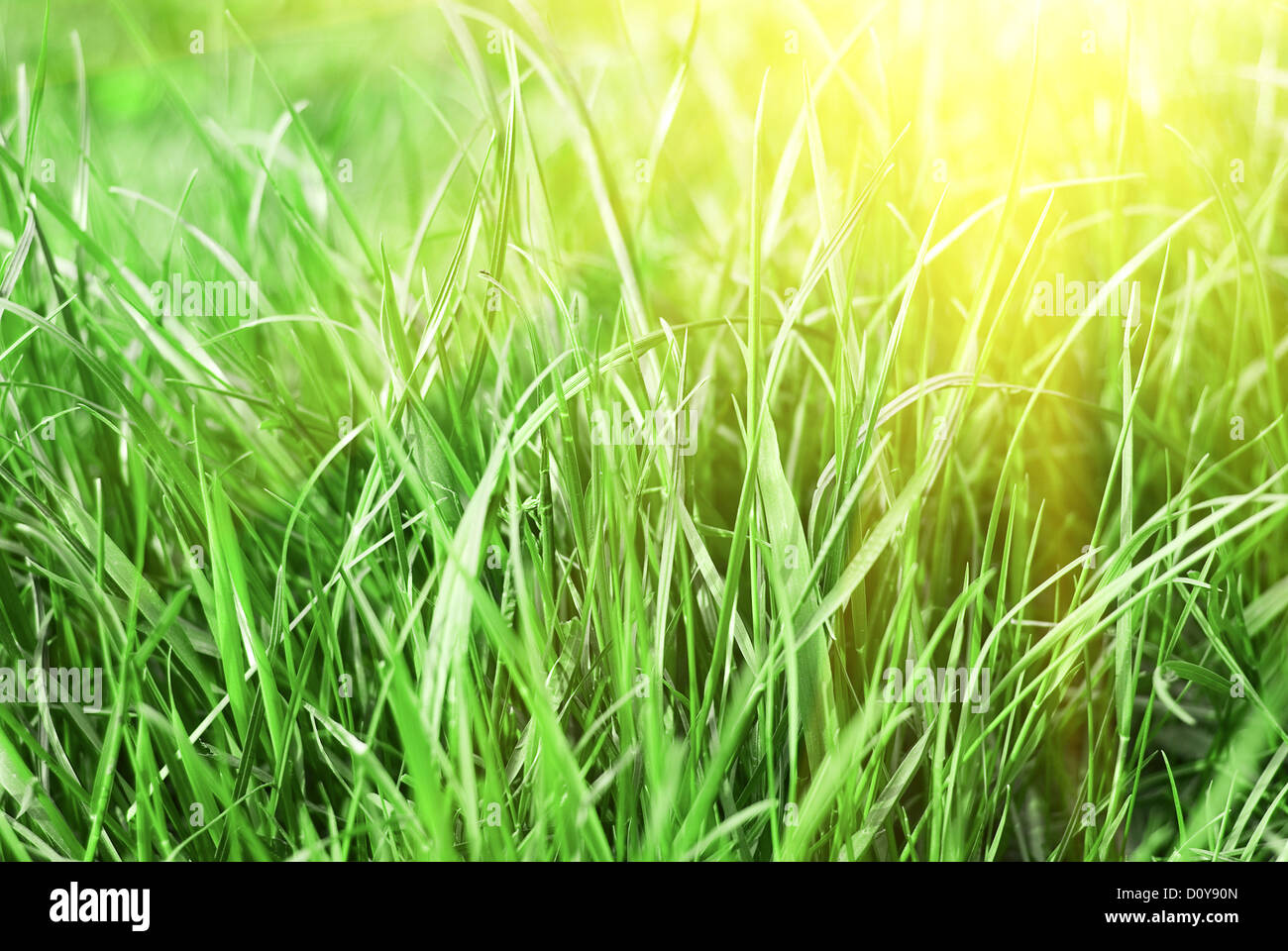 natural grass sunset background Stock Photo - Alamy