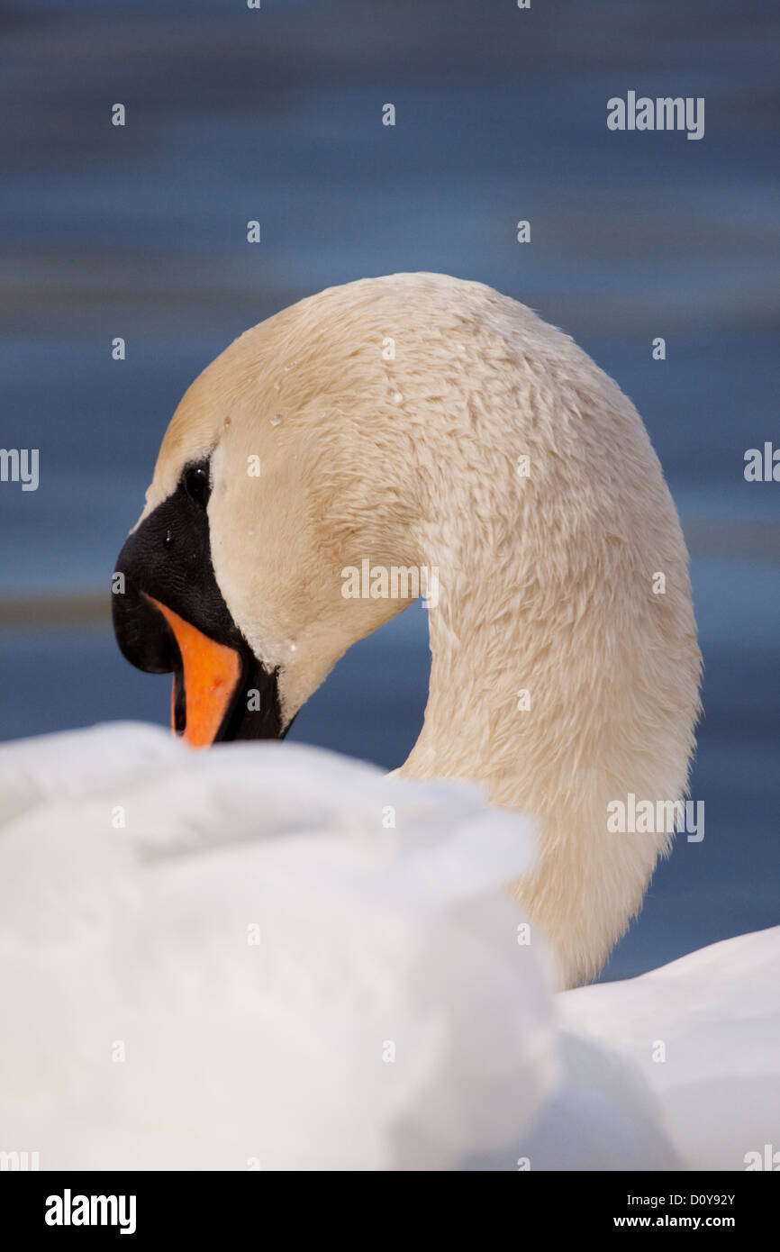 Swan preening hi-res stock photography and images - Alamy