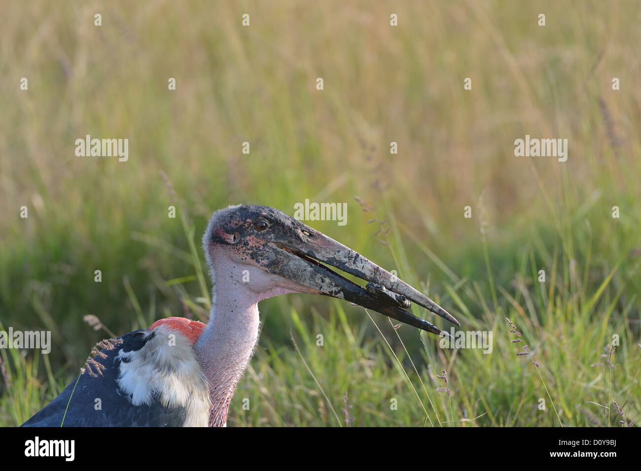 Marabou stork (Leptoptilos crumeniferus) trying to swallow a young turtle caught in a swamp ...