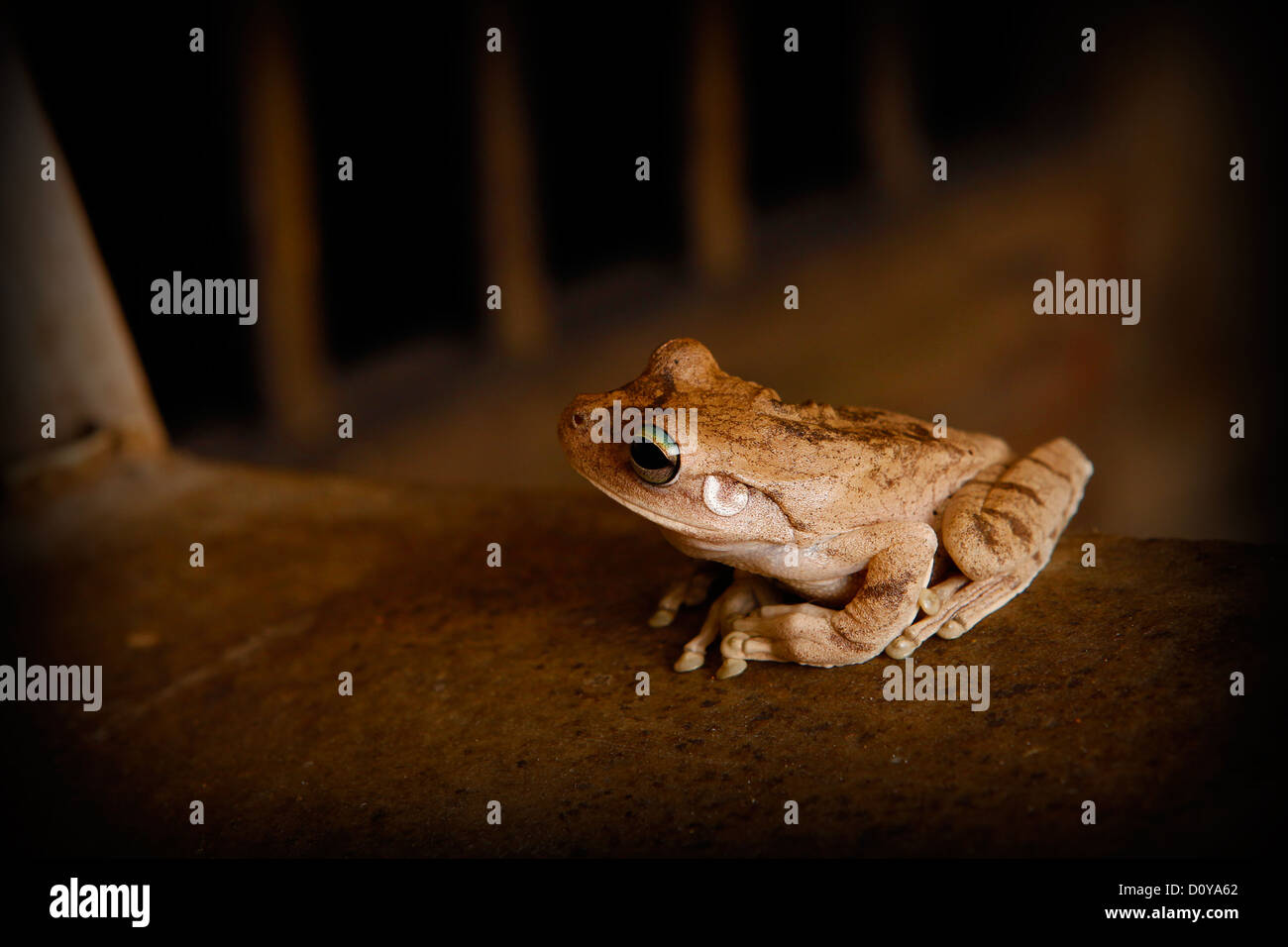 Small Emerald-Eyed Tree Frog in Antioquia, Colombia Stock Photo - Alamy