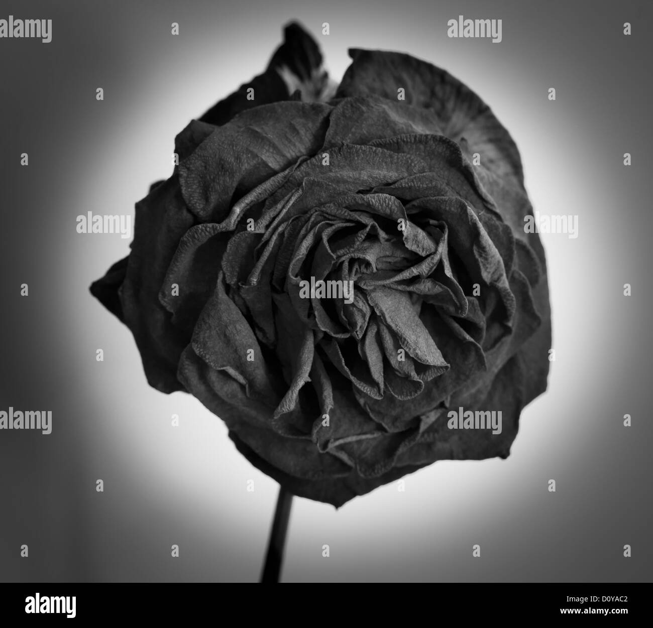 Dead rose petals Black and White Stock Photos & Images - Alamy