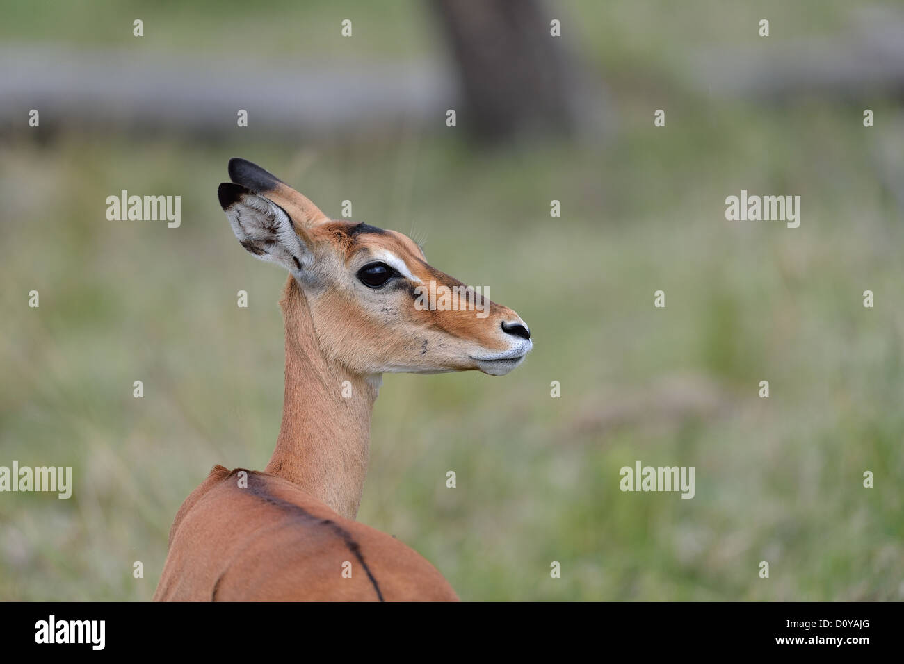 Impala (Aepyceros melampus melampus) portrait of a female Maasai Mara ...