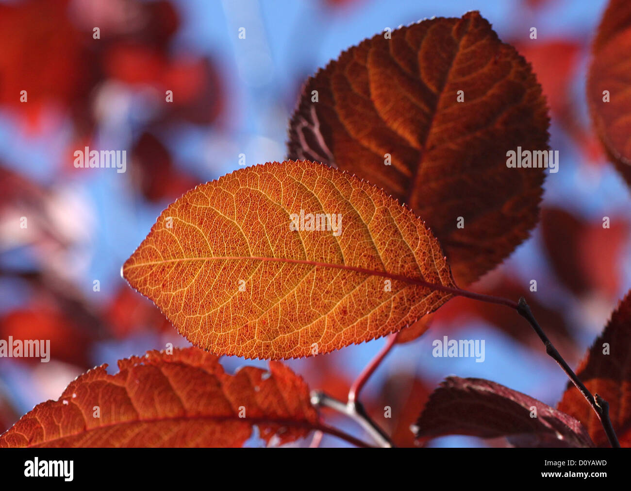 Purple fall foliage hi-res stock photography and images - Alamy