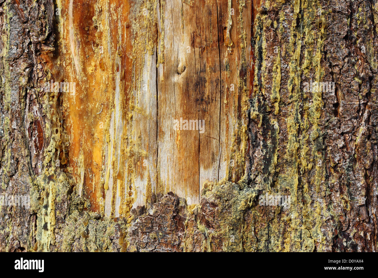 Healing scar hi-res stock photography and images - Alamy